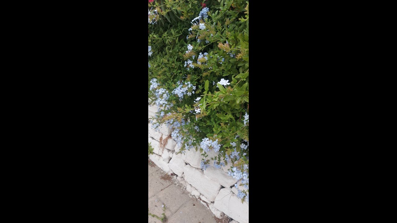 ΔΙΑΒΑΙΝΟΝΤΑΣ ΤΗΝ ΑΝΟΠΑΙΑ ΑΤΡΑΠΟ 2024 ΕΠ.86 ΜΠΛΕ ΠΛΟΥΜΠΑΓΚΟ ΚΑΤΑΛΑΒΑΤΕ ...