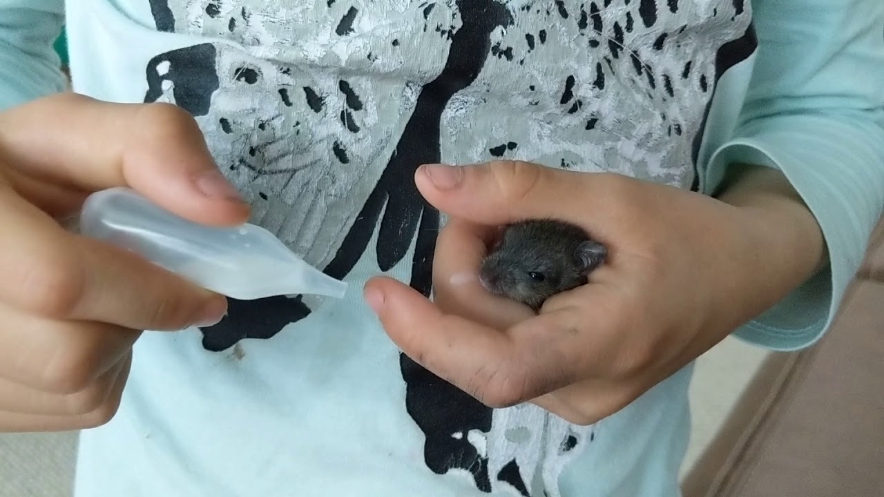 Feeding baby roof rat with dropper from japanese candy kit - YouTube