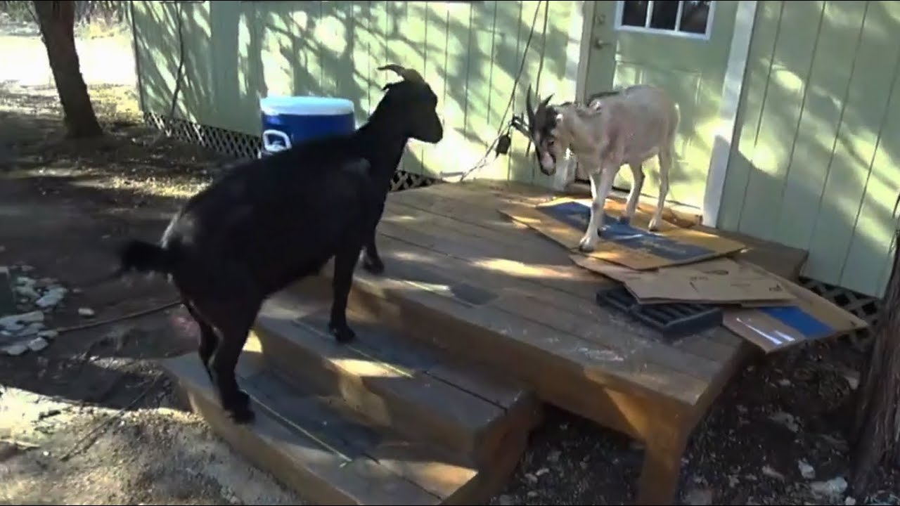 Maya gets protected by Kylie the goat at Alveus - YouTube
