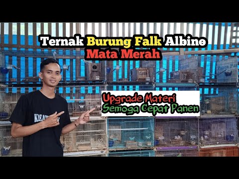 Ternak Burung Falk Albino Mata Merah dan WF - YouTube