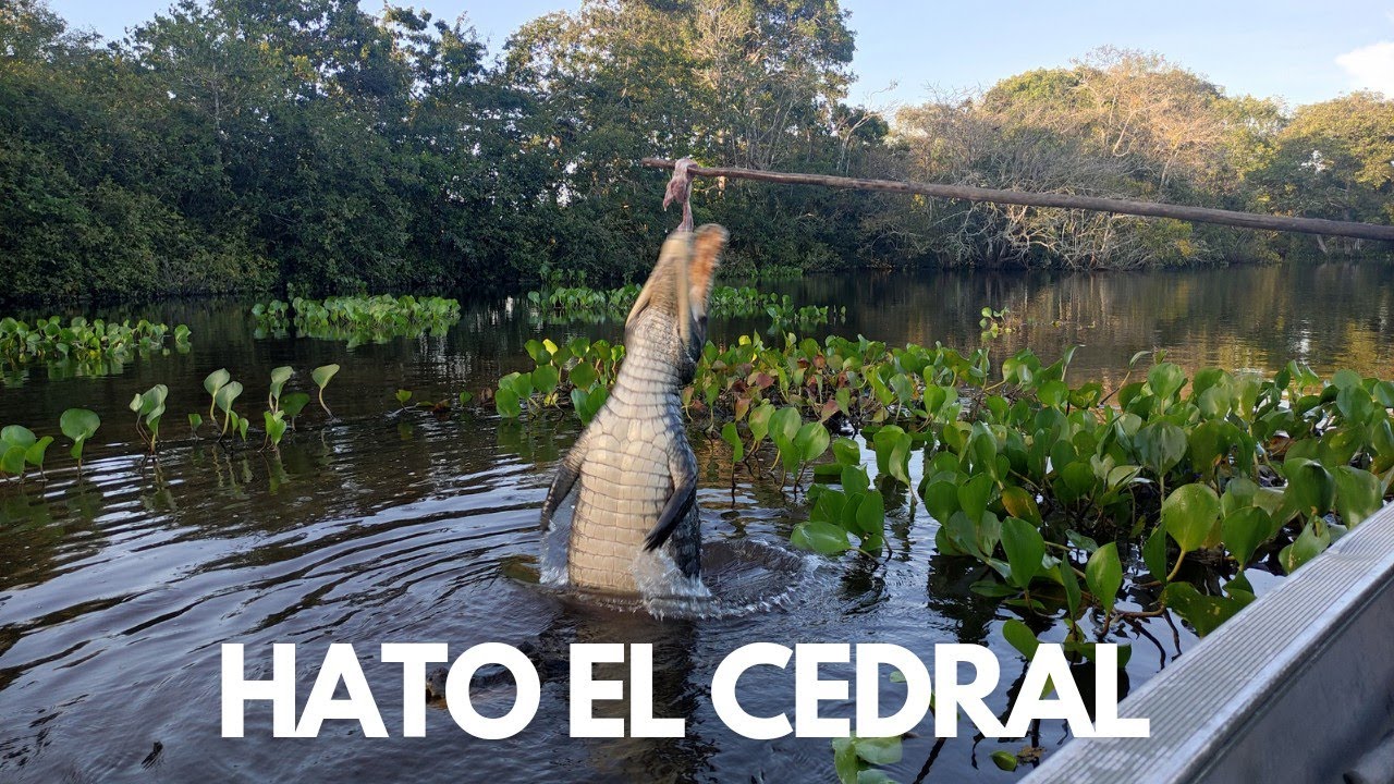 Hato El Cedral | El Safari Venezolano | Apure Venezuela | Parte Final ...
