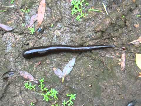 Horse leech moving on the ground by Dz.Vincheuski - YouTube