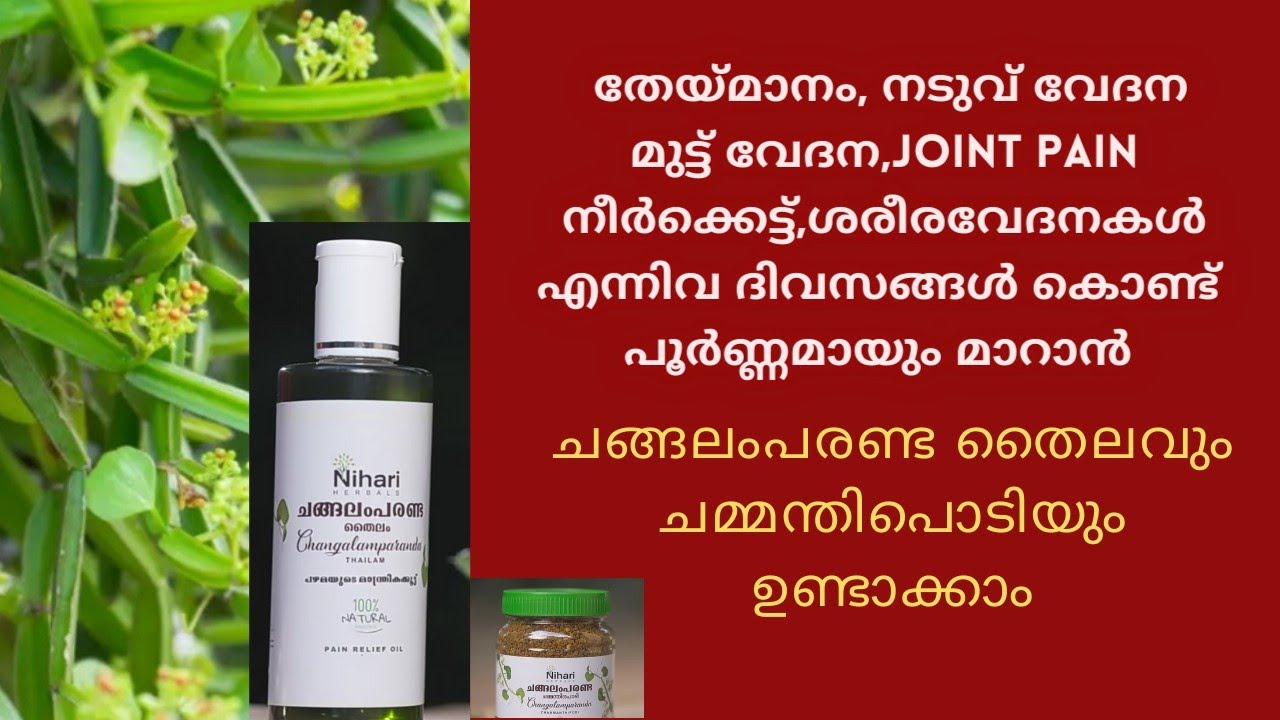 Changalamparanda Oil Preparation|ചങ്ങലംപരണ്ട എണ്ണ|ചങ്ങലംപരണ്ട തൈലം ...