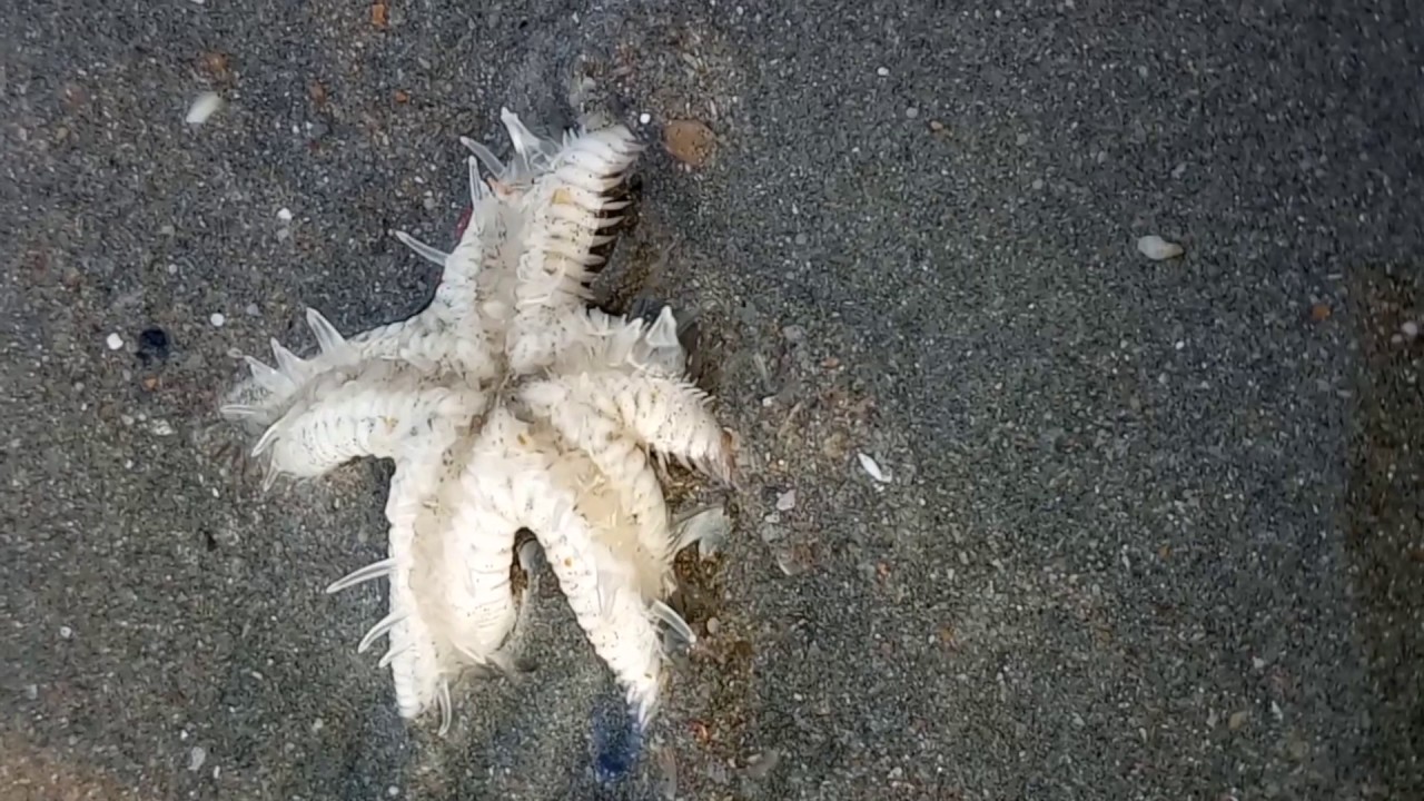 Starfish trying to flip - YouTube