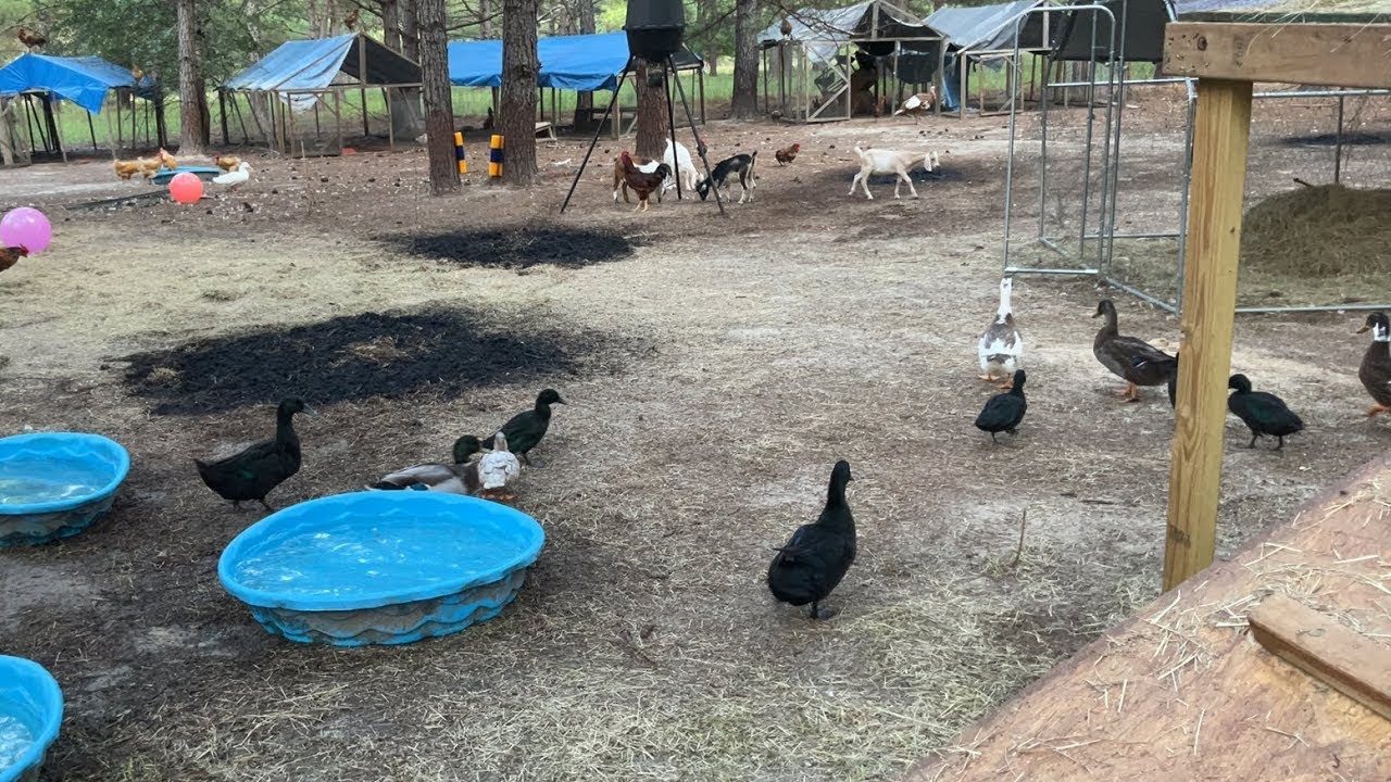 LIVE FARM CAM AND PLENTY OF CHAT - YouTube