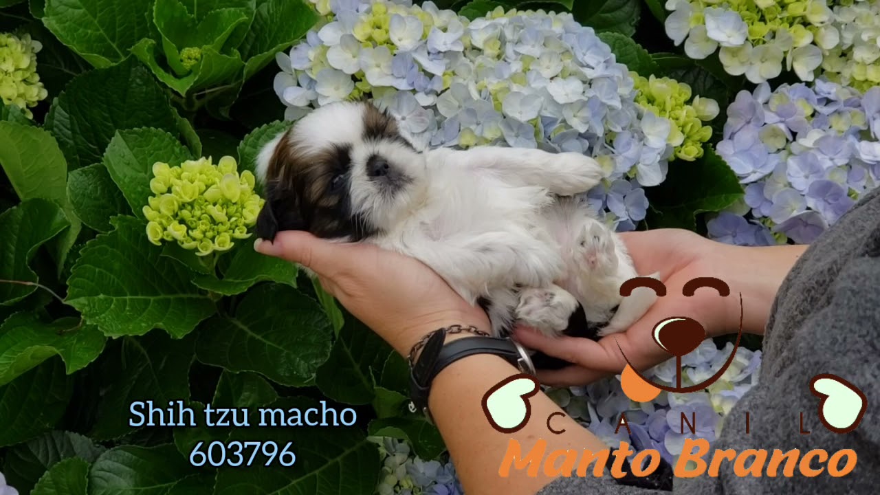 Shih tzu macho 603796 - YouTube