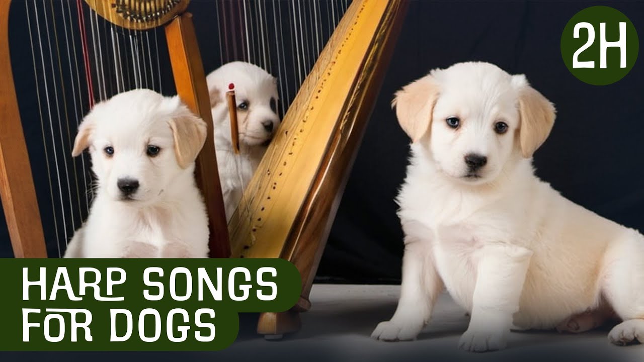 2 Hours of Soothing Harp Songs for Your Adorable Puppy | Peaceful ...