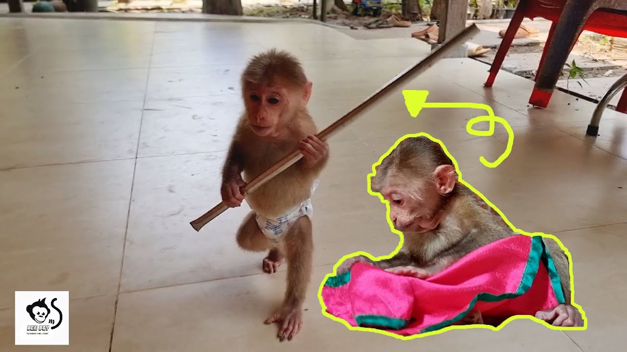 Wow Smart BeeBoy Super Survise to Use Wooden Stick to Get His Fav ...