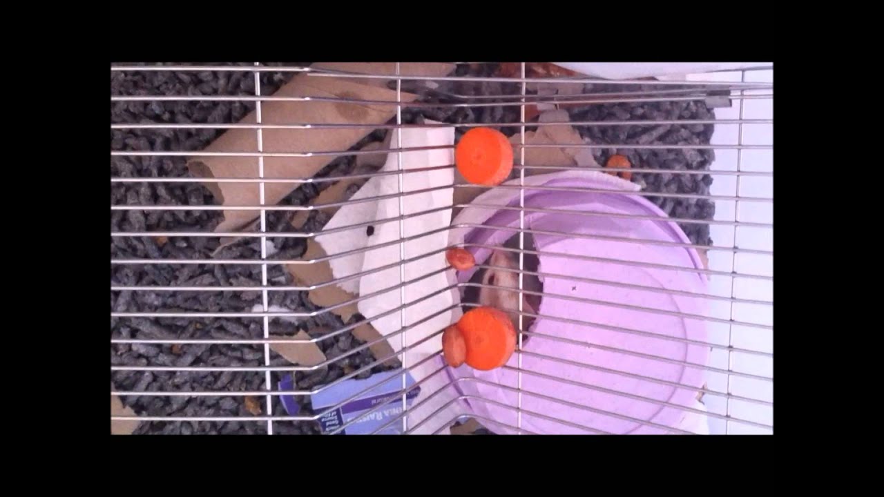 African Soft Furred Rat ( ASF ) Breeding Projects Part 1 - YouTube