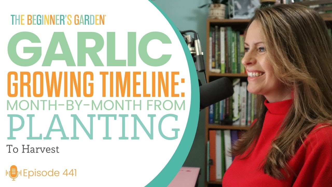 Garlic Growing Timeline: Month-by-Month from Planting to Harvest - YouTube