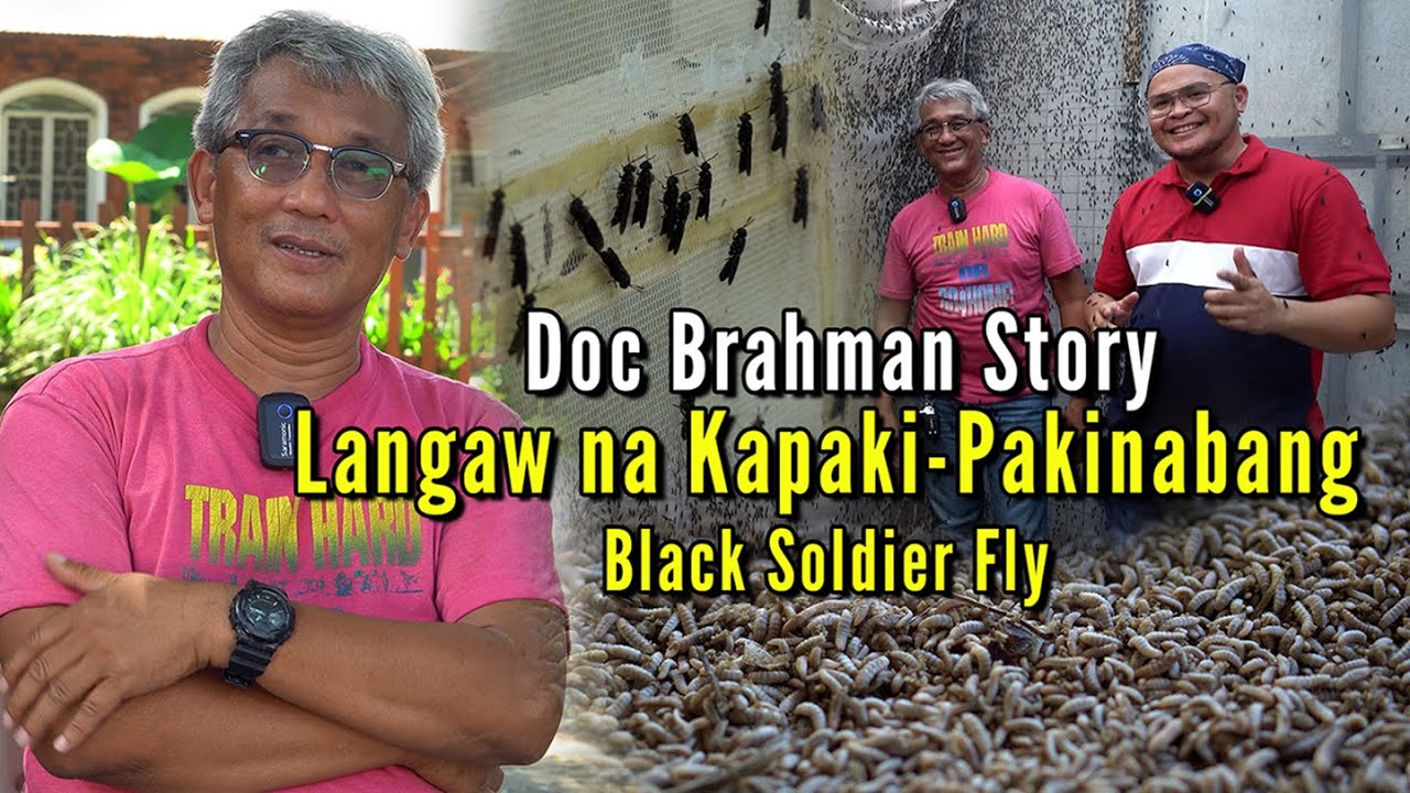 Black Soldier Fly - Langaw na Kapaki-Pakinabang - Solusyon sa Pag ...