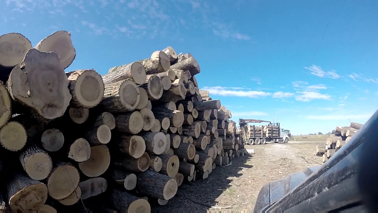 Log Yard - YouTube