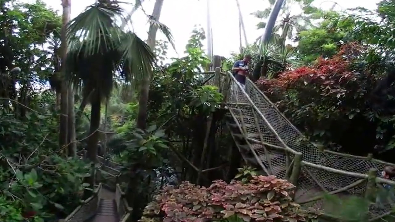 Katandra Treetops Loro Parque, Tenerife - YouTube