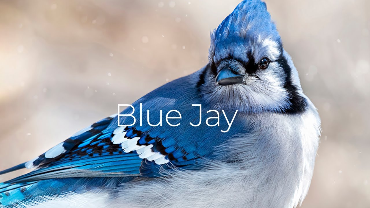 Facts about Blue Jay - YouTube