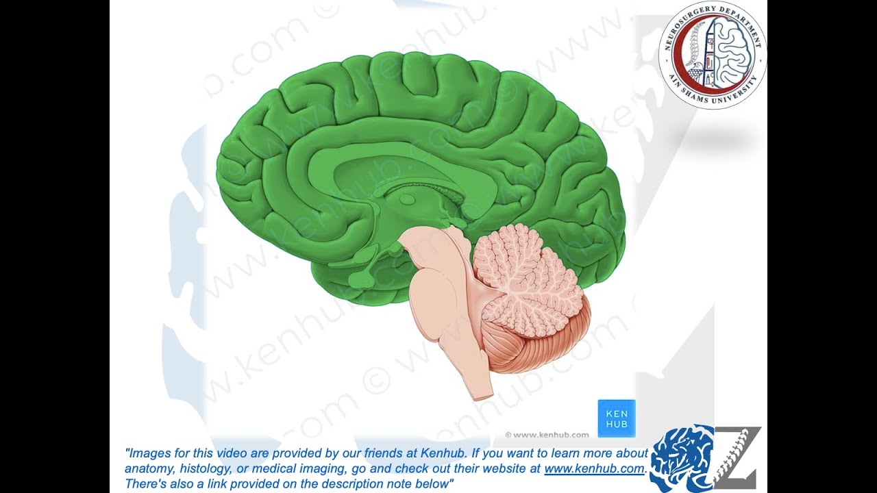 Brain Anatomy (6): Medial Surface (Part 1) - YouTube