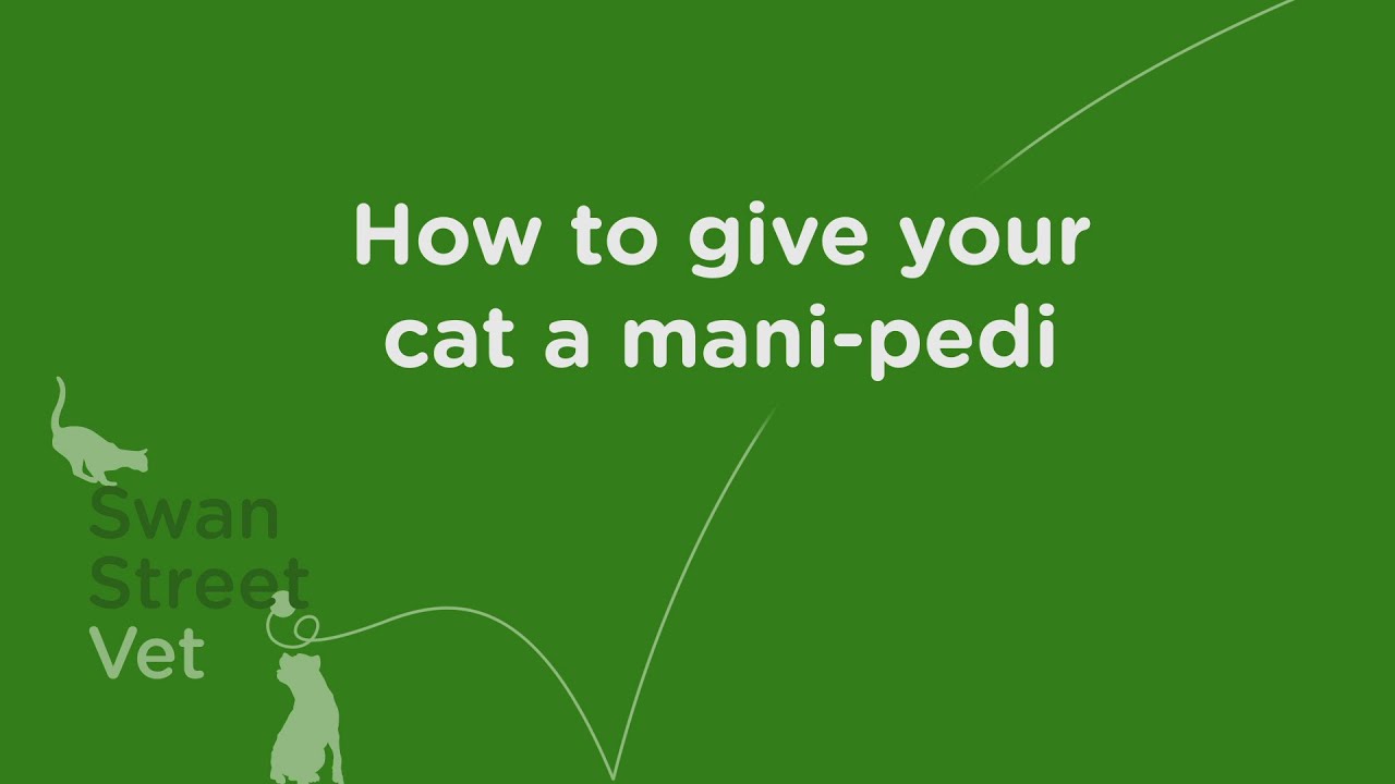 How to give your cat a mani-pedi - YouTube