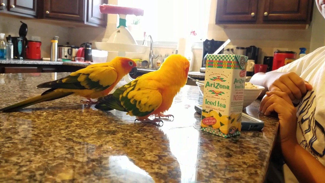 Cute sun conure - so fluffy! - YouTube