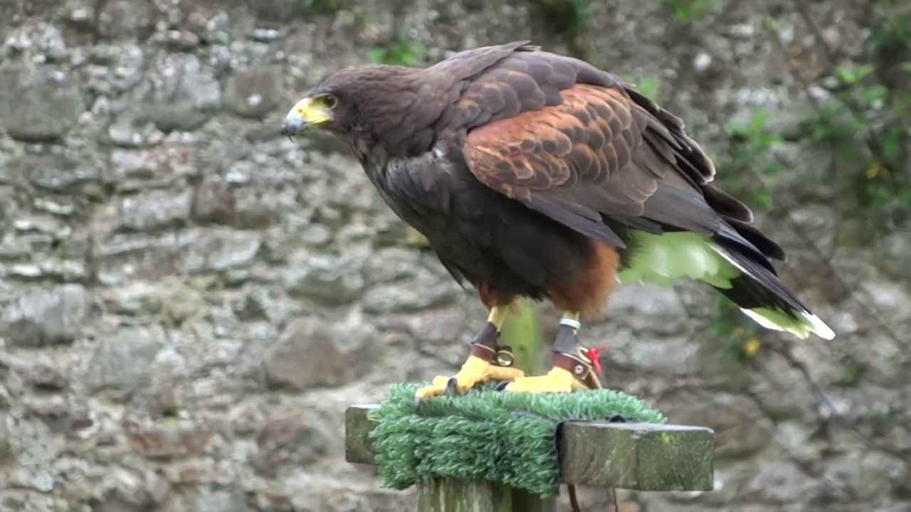 Amazing Falconry Demo - Up close and personal - Bird of Prey - YouTube