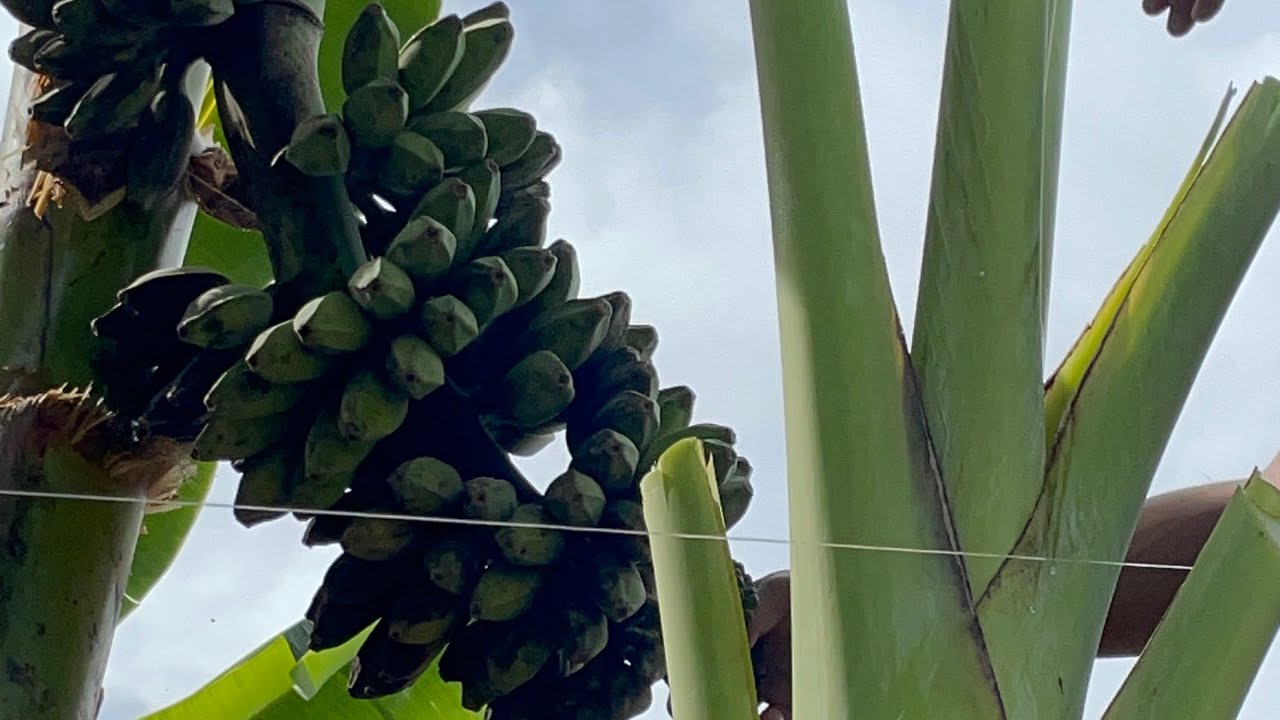 Harvesting Banana Saba in the backyard - YouTube