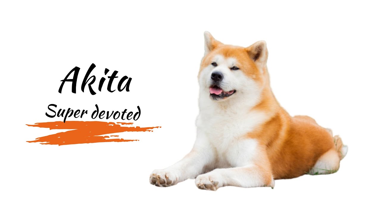 Akita | Cute and super devoted | Hachiko | Animal Pet - YouTube