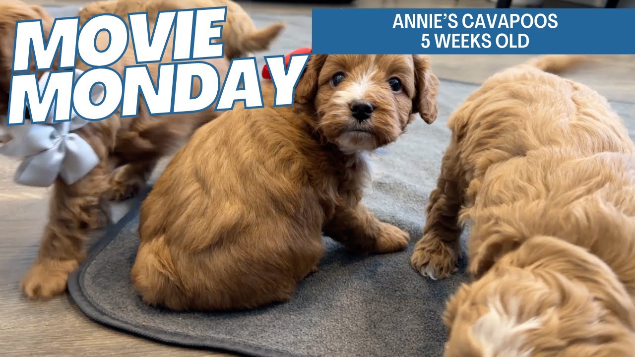 Annie's Cavapoos 5 weeks - YouTube