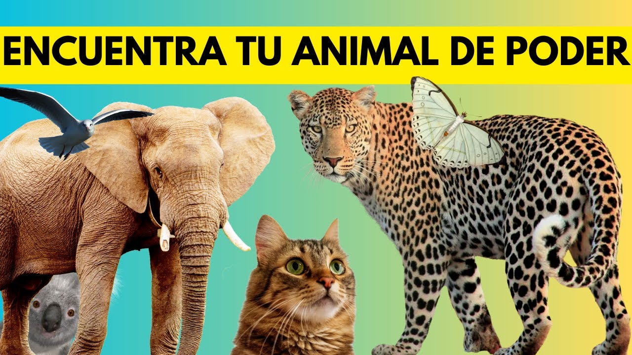 MEDITACION CHAMANICA PARA RECUPERAR TU ANIMAL DE PODER - YouTube