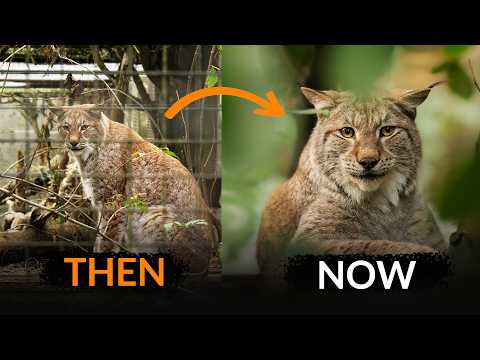 Die Geschichte von Rhys | Der Luchs, der eine zweite Chance bekam