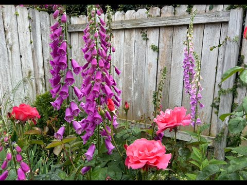 This Week in the Garden, Foxglove and Sweet Shade Tree Blooming (S2.E22 ...