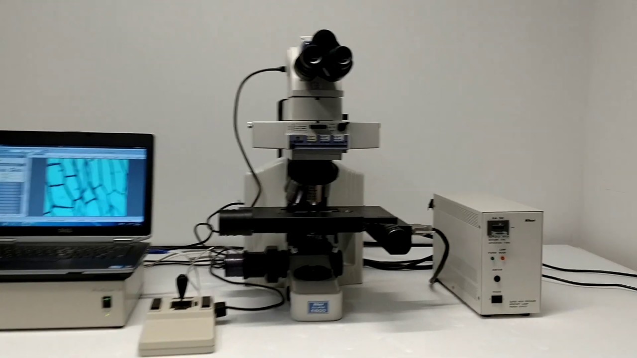 Nikon E600 Fluorescence Motorized Microscope [BOSTONIND] - 14656 - YouTube