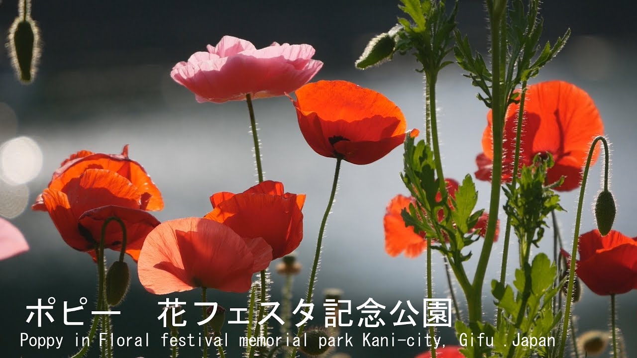 ポピー 花フェスタ記念公園 岐阜県可児市 2017 Poppy in Flower Festival Commemorative Park ...