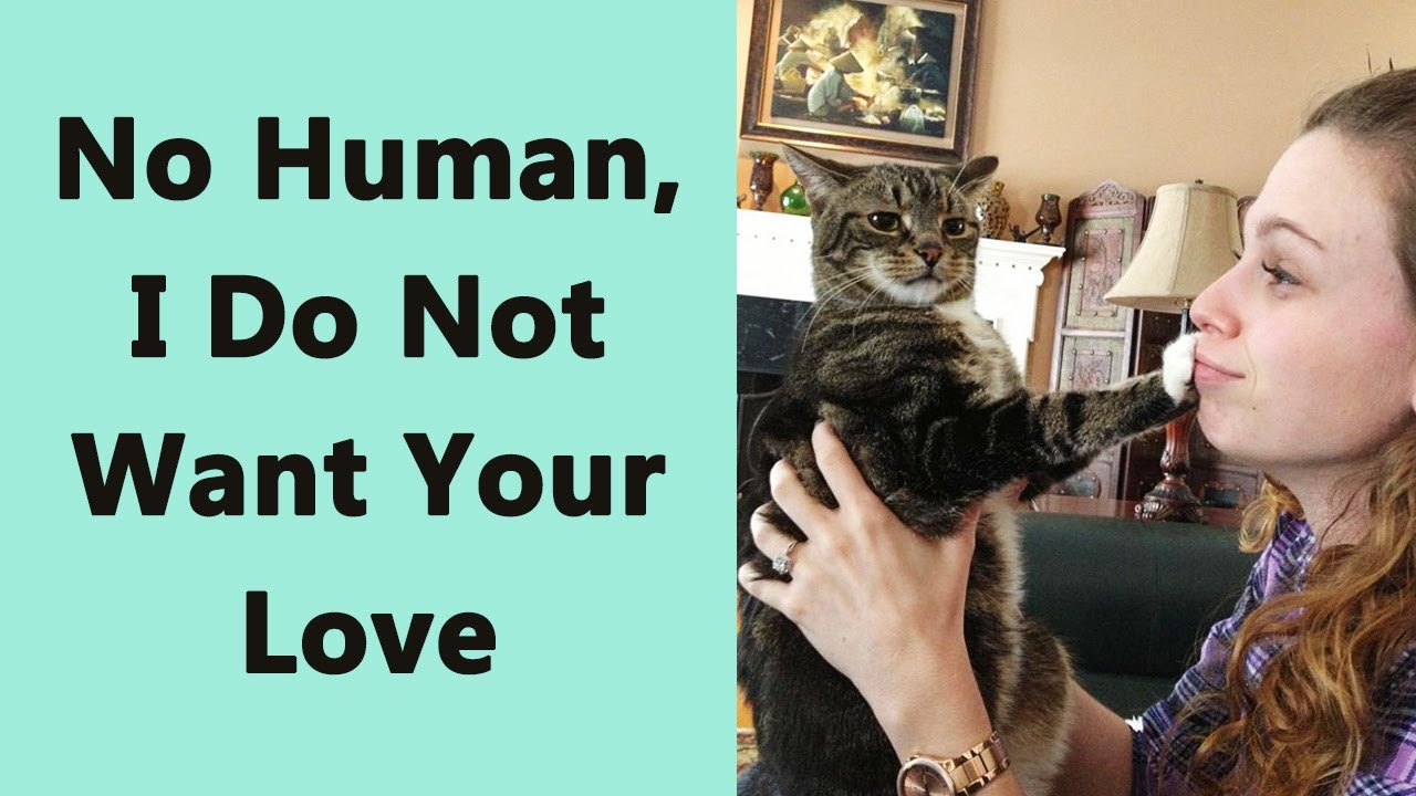 40 Hilarious Moments Cats Completely Rejected Cuddles - YouTube