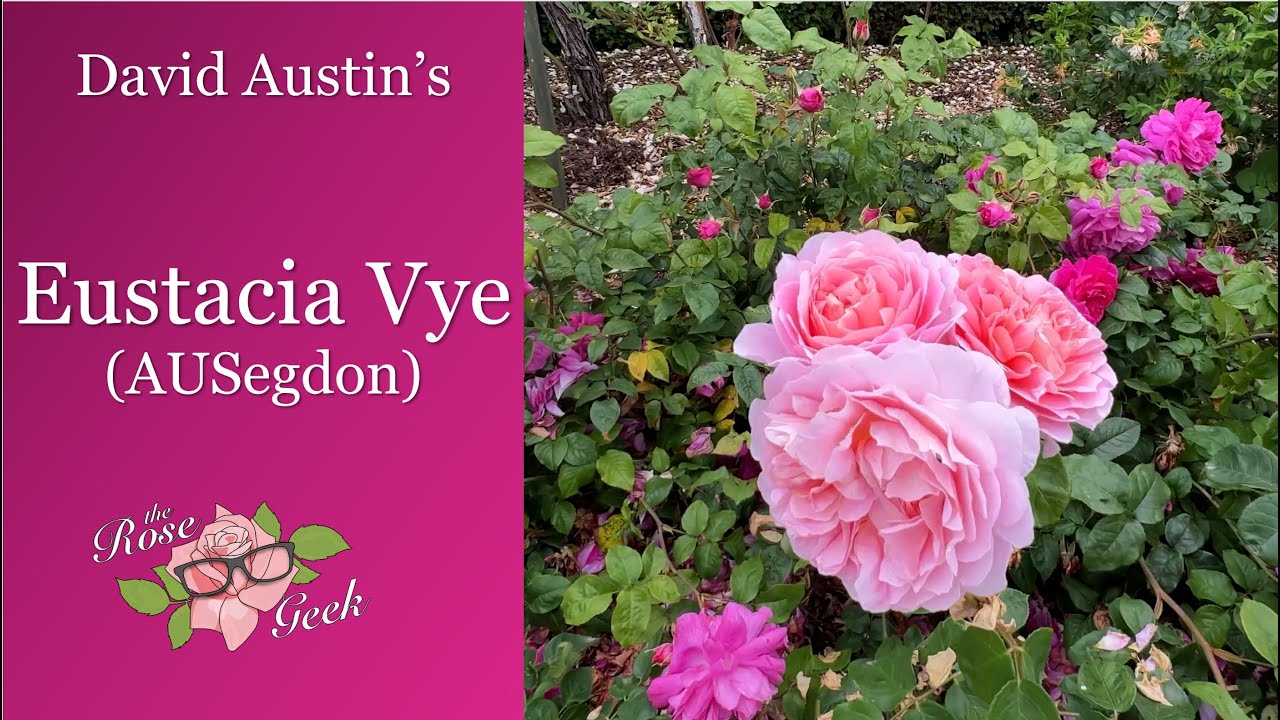 🌹 David Austin's Eustacia Vye Rose // AUSegdon // English Rose - YouTube