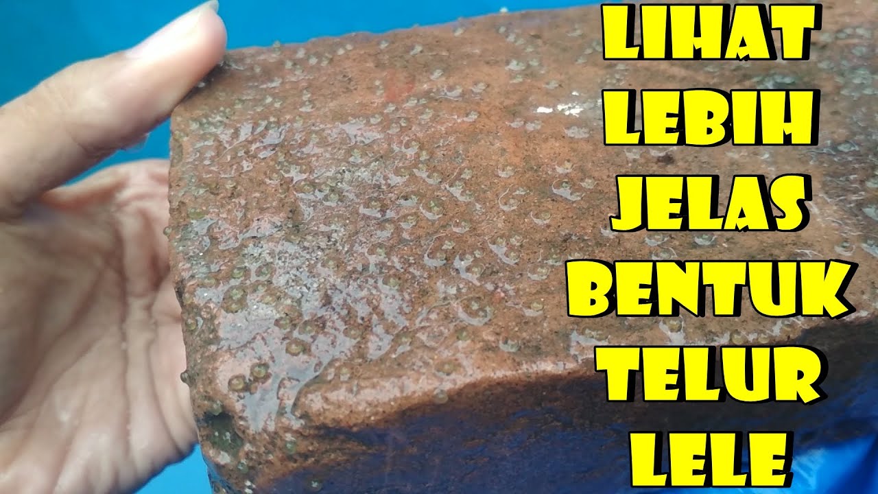 Inilah Bentuk Telur Lele Hasil Pemijahan - YouTube