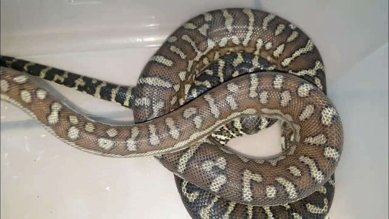 My Morelia Bredli Python @BevonANIMALlovers - YouTube