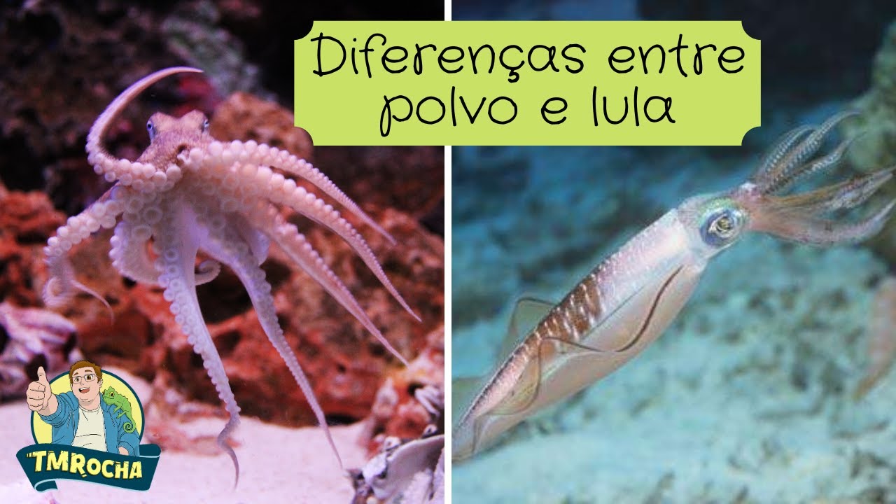 Diferenças entre Polvo e Lula - YouTube