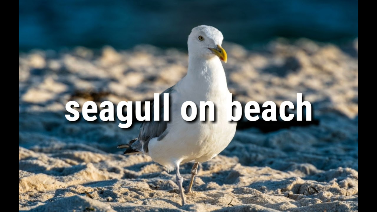 sound effect|seagull on beach|free - YouTube