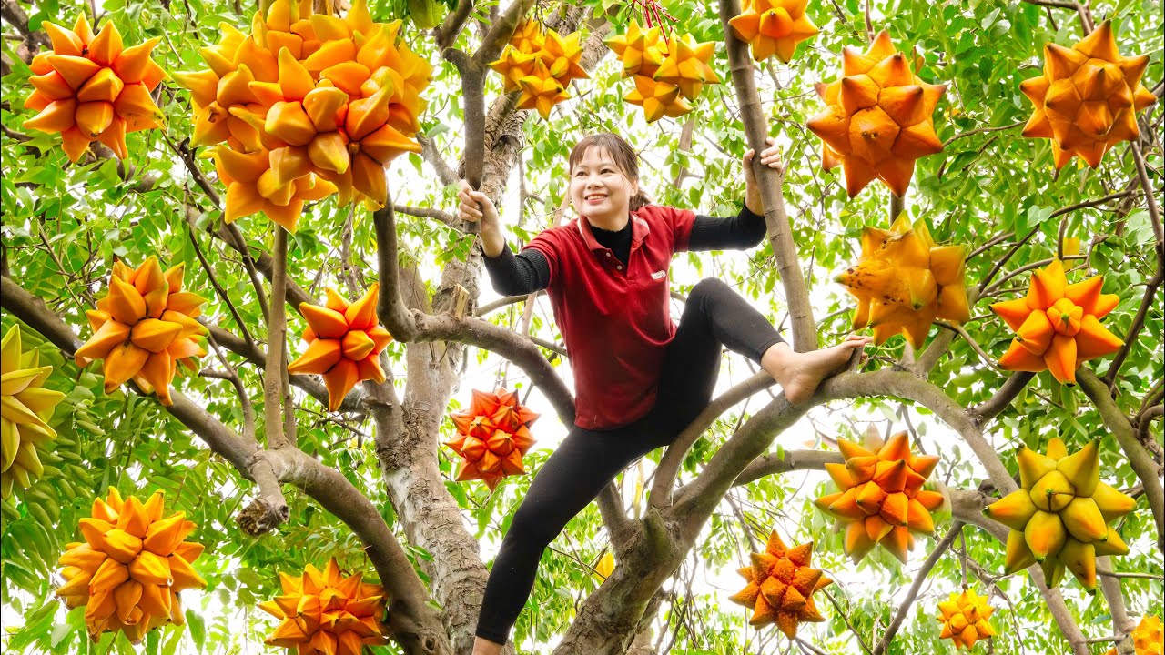 Harvest Forest Star Fruit & Cook dried fish stir-fried with sour star ...