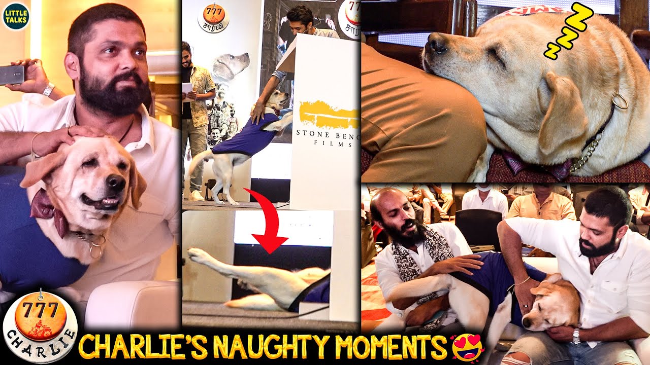 Charlie Dog செய்த Cute சேட்டைகள்😍 - "Charlie என்ன தூங்கிட்ட எந்திரி ...