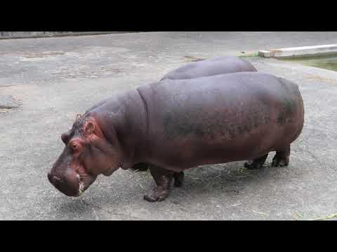 #1-44 July 2021 Hippo at Kumamoto zoo, Japan