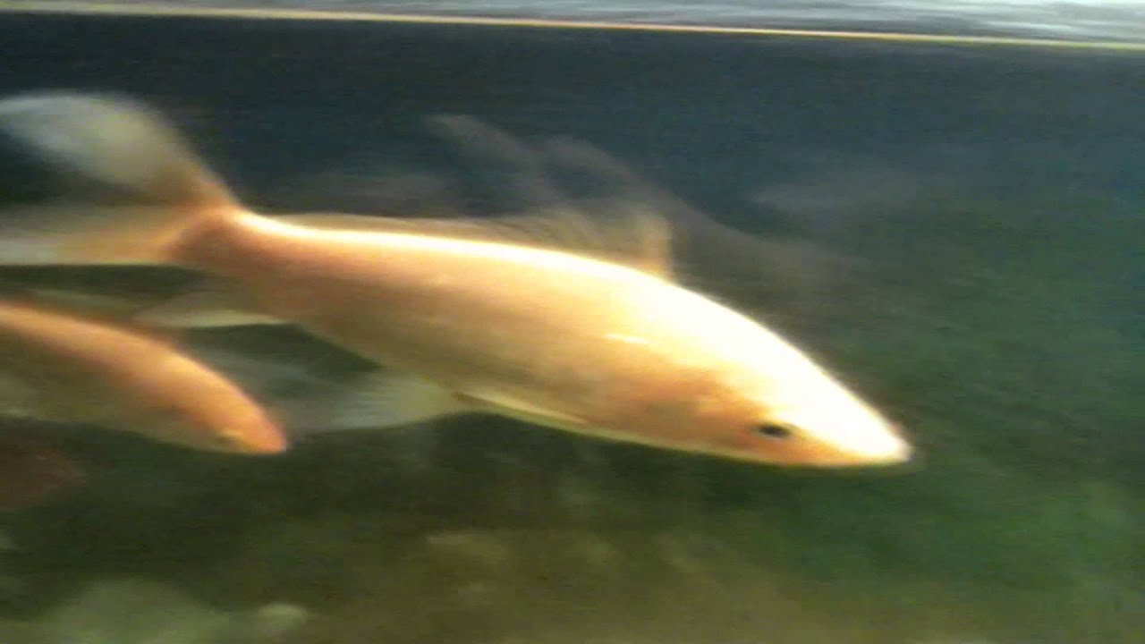 Mah fish balls audition thingys - YouTube