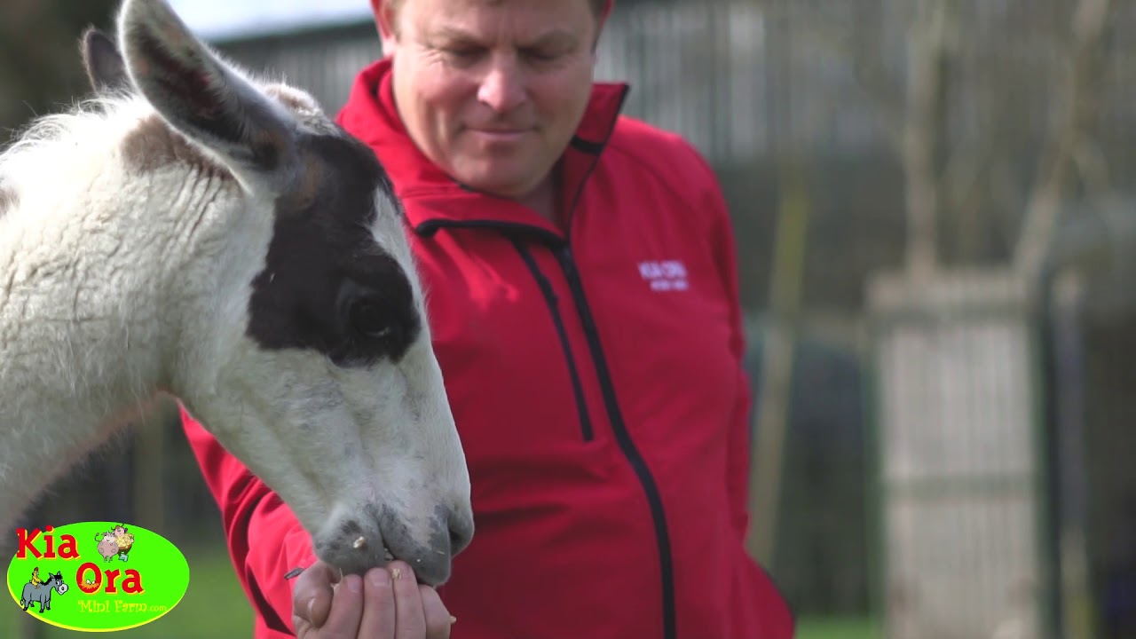 Kia Ora Mini Farm - YouTube