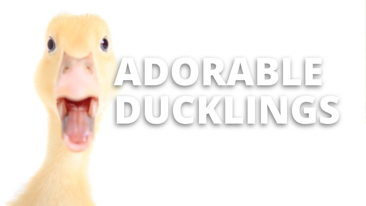 Sweet Baby Ducks Compilation - Adorable and Funny Duckling Videos 2023 ...