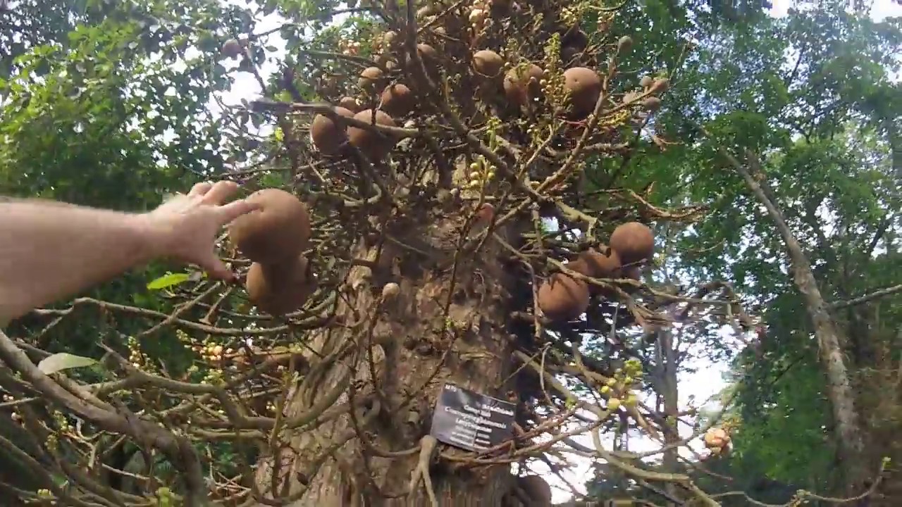 🔵 Cannon Ball Tree Couroupita Guianensis Kandi Sri Lanka Trees - YouTube