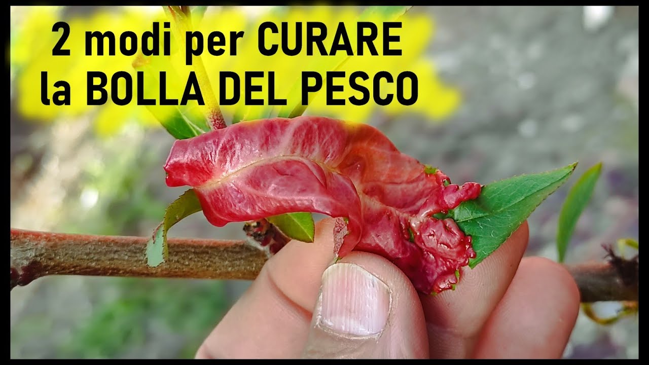 2 rimedi biologici contro la bolla del pesco - YouTube