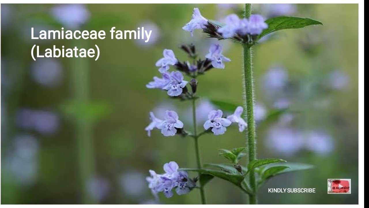 Lamiaceae family, description, floral formula importance - YouTube