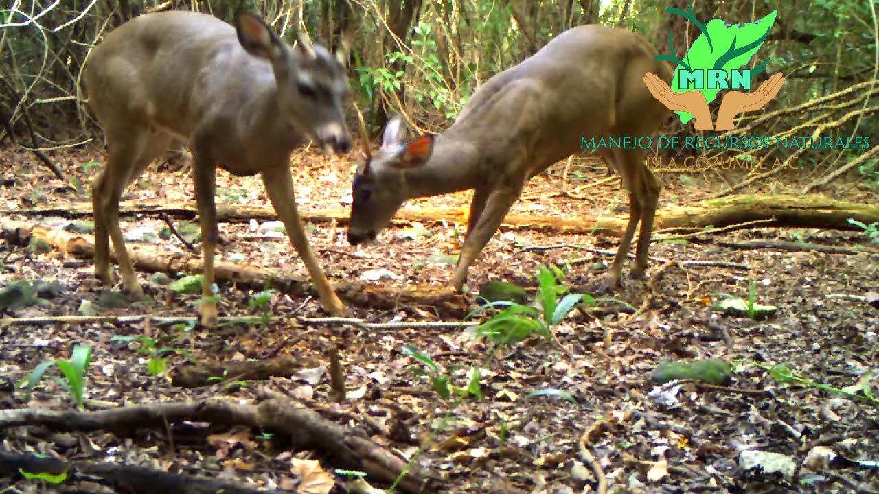 Odocoileus virginianus (Venado de cola blanca) - YouTube
