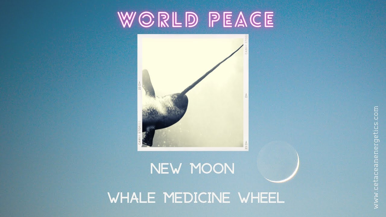 World Peace Meditation with our Narwhal Family - YouTube