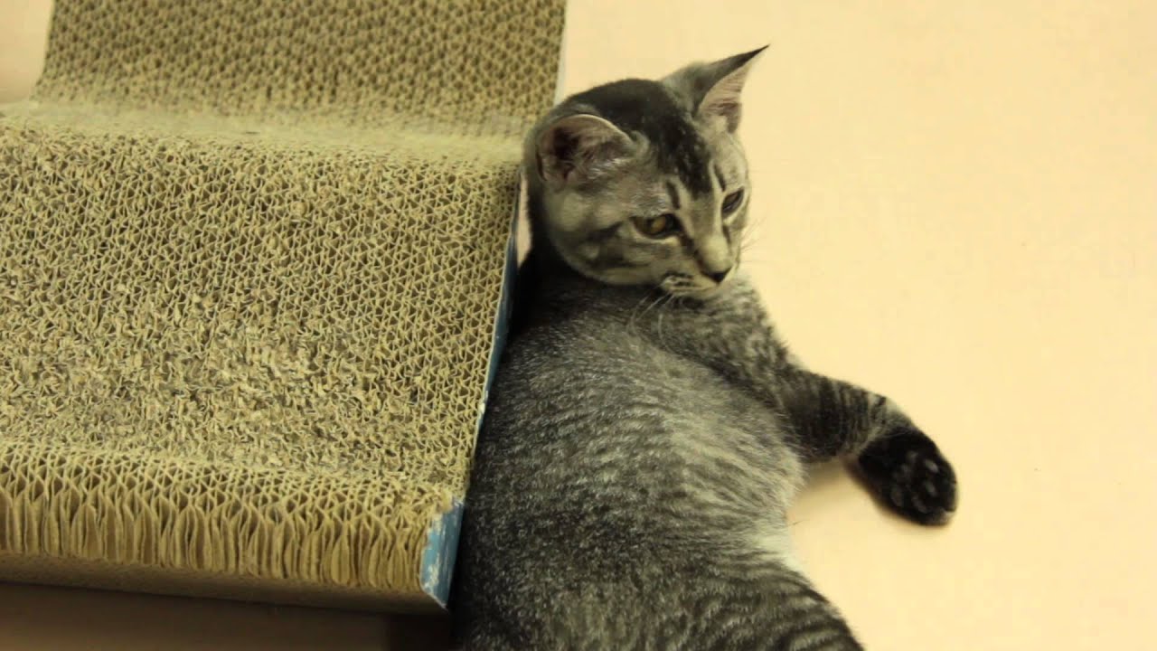 GATTI BUFFI CHE FANNO COSE BUFFE - YouTube