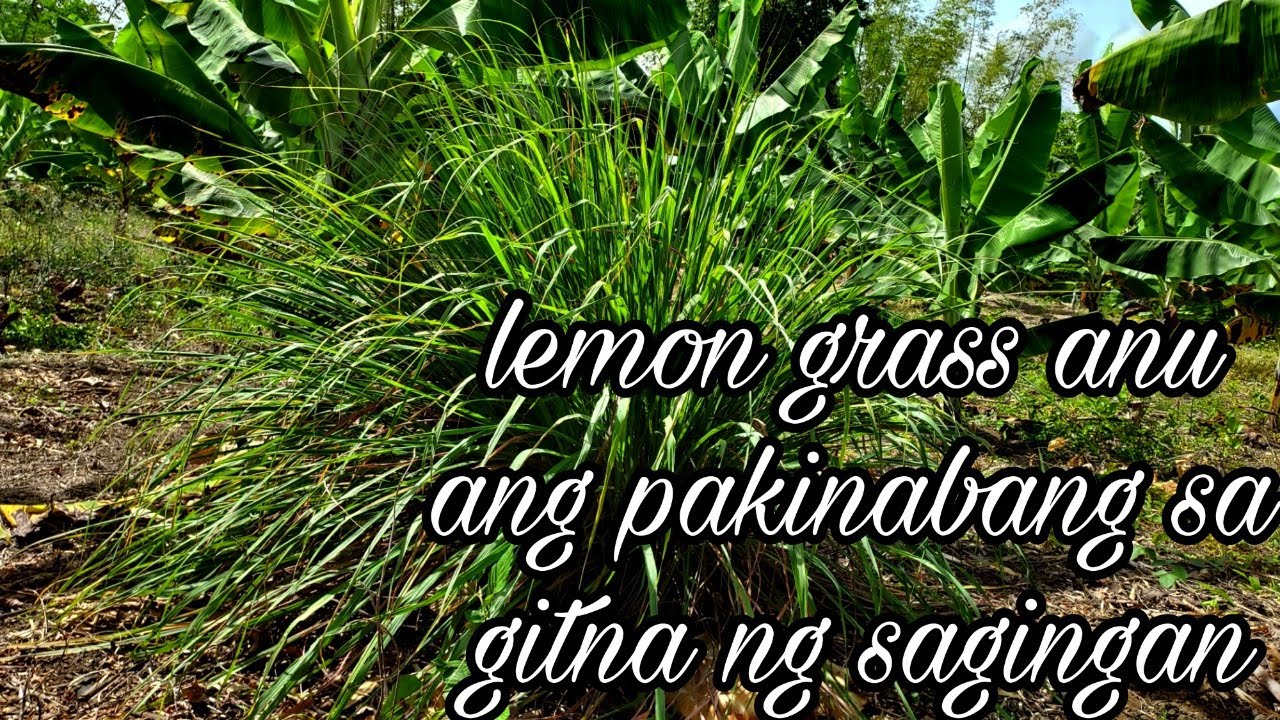 [Lemon grass(tanglad)gawing insect repelant sa loob ng lakatan ...