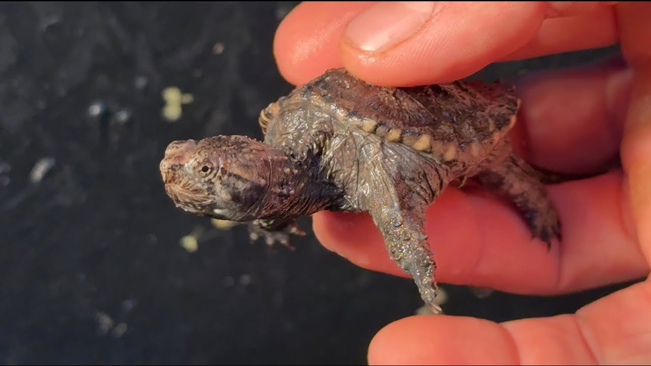 Name my snapping turtle! - YouTube